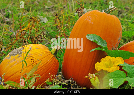 Pumpkin flower on a vegetable patch Stock Photo - Alamy