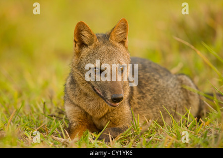 Crab-eating fox (Cerdocyon thous), Pantanal, Mato Grosso do Sul, Brazil ...