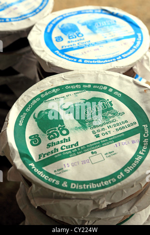 Buffalo curd for sale in clay pots, a local delicacy, Hambantota, Sri ...