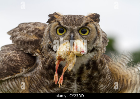 Eurasian eagle-owl eating a chick Stock Photo - Alamy