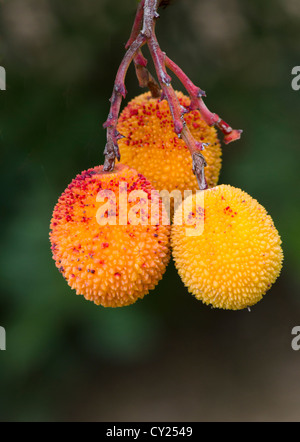 Strawberry Tree Fruit (Arbutos unedo) covering forest floor, fallen ...