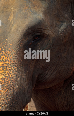 Sri Lankan elephant showing the identifying pigmentation unique to ...