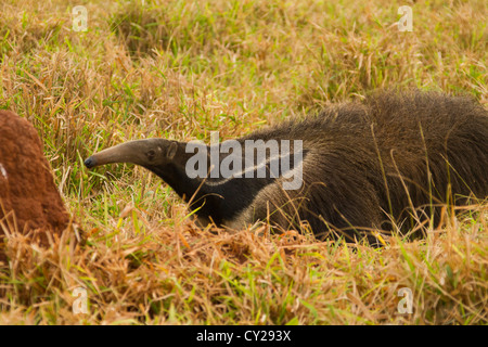 Giant anteater (Myrmecophaga tridactyla), Pantanal, Brazil, adult ...