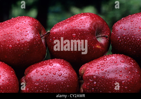 Red delicious apples stacked after harvest close up of apples in ...