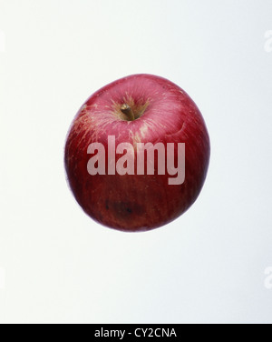 Apple TYDEMAN'S EARLY WORCESTER Stock Photo - Alamy