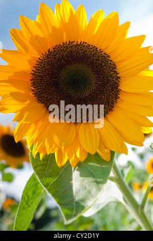 Closeup bright sunflower over blue sky background Stock Photo - Alamy