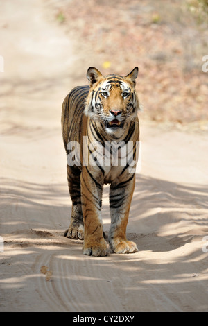 Bengal male cat standing up Stock Photo - Alamy