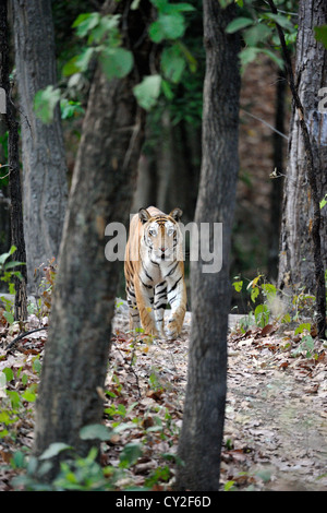 wild bengal female tiger or panthera tigris side profile and angry face ...
