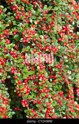 Red berries (cotoneaster horizontalis) in the garden. Autumn time Stock ...