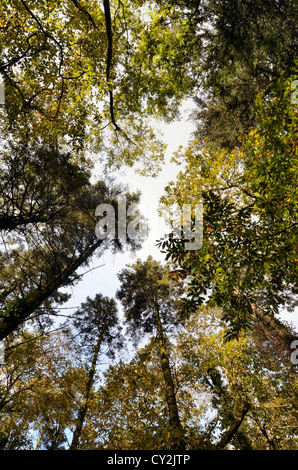 Mixed deciduous and conifer tree canopy - low angle towards sky. Tree ...