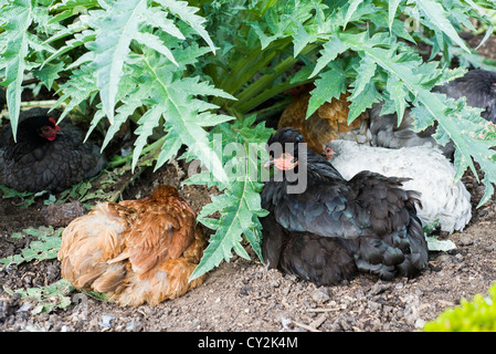 Chickens in a garden Stock Photo - Alamy