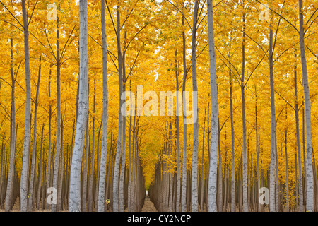 Hybrid Poplar plantation, fall foliage Stock Photo - Alamy