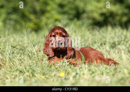 Dog - Irish Setter - Puppy lying down on pillow asleep Stock Photo - Alamy