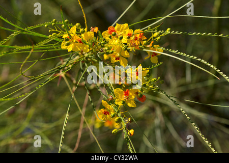 Yellow flowers of a Jerusalem thorn tree or Palo Verde (Parkinsonia ...