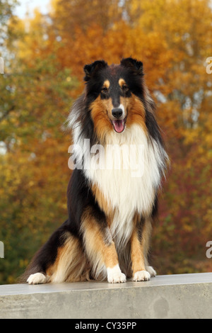 sitting American Collie Stock Photo - Alamy