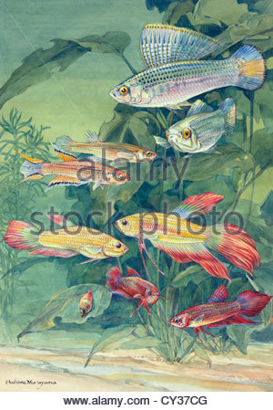 Collection of colorful Siamese fighting fish. Mixed beautiful betta ...