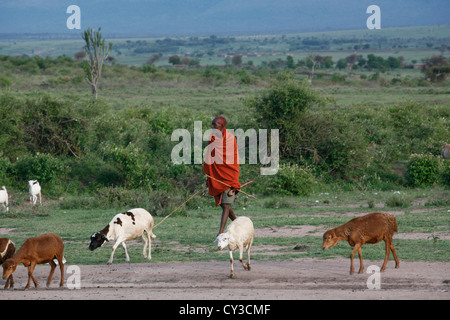 African boy herding goats in Sahara desert Stock Photo: 310719504 - Alamy