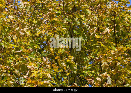 Branch of bright autumn leafs close up Stock Photo - Alamy