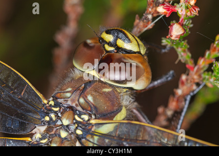 A female Common Hawker, aeshna juncea Stock Photo - Alamy