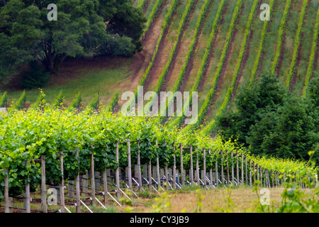 Vineyard views of the Anderson Valley wine country in Northern ...