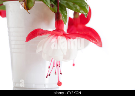 'Ernie' Fuchsia, Fuchsia (Fuchsia hybrida Stock Photo - Alamy