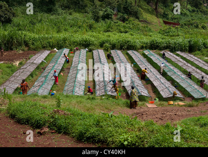 Dry Fishes In Rusizi - Rwanda Stock Photo - Alamy
