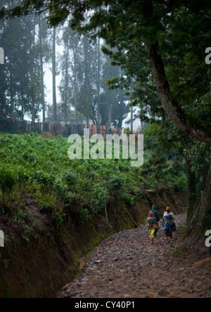 Tea Plantation, Gisakura, Rwanda Stock Photo - Alamy
