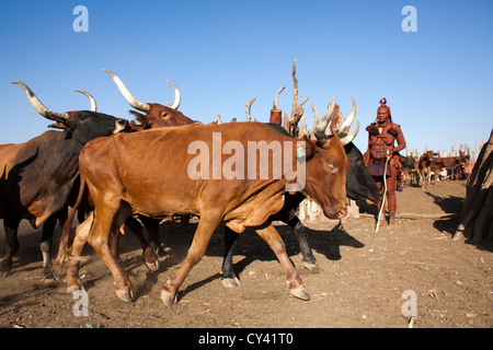 Group of cows in Namibia Stock Photo: 21324656 - Alamy