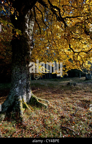 Beech tree in Autumn, Strathspey. Inverness-shire. SCO 8740 Stock Photo ...