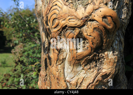 tree trunk rubbed smooth by livestock in flood meadow cattle rub Stock ...