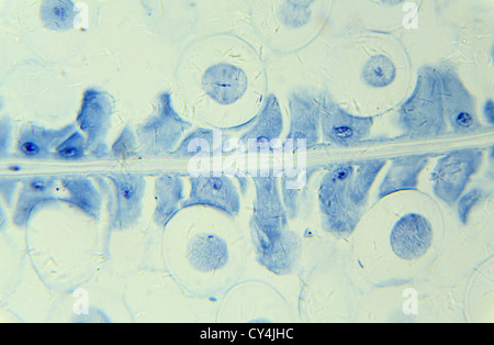 Mitosis Horse Ascaris egg under the microscope, background (Ascaris ...