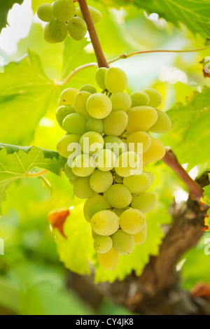 Fresh green grapes close up Stock Photo - Alamy