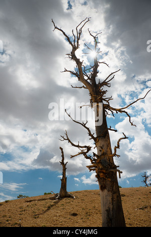Landscape with dead trees in Death Valley National Park Eastern ...