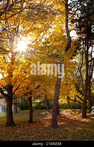 Autumn. Bright yellow maple leaves with sunlight Stock Photo - Alamy