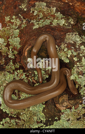 Rubber Boa (Charina bottae) - Oregon - USA - Also known as Coastal ...