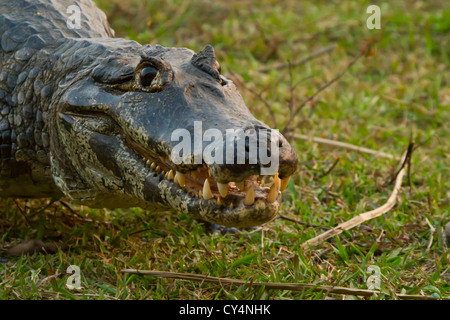 Spectacled caiman - Caiman crocodilus also known as white or common ...