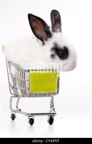 Rabbit in shopping cart, studio shot Stock Photo - Alamy