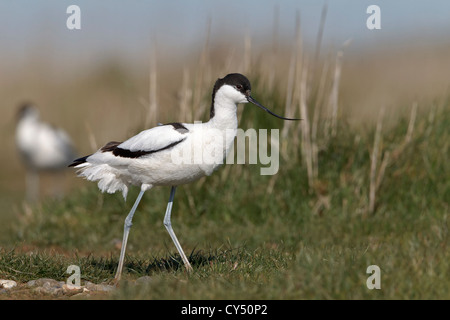 The pied avocet a large black and white wader in the avocet. African ...