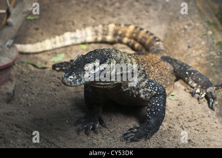A Komodo dragon, Varanus komodoensis, lies on a beach with Cannibal ...