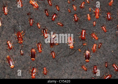 COCKROACHES Gomantong Caves, Borneo Stock Photo - Alamy