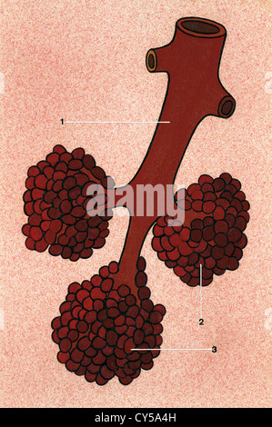 Respiratory system. Schematic drawing. Drawing. Color Stock Photo - Alamy