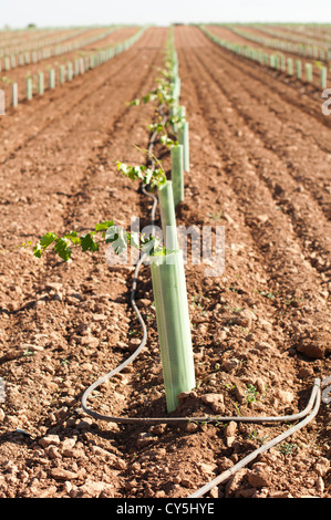 Newly planted vineyards in a row Stock Photo - Alamy