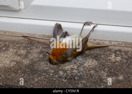 Robin (Erithacus rubecula). Glass window casualty. Bird flew into ...