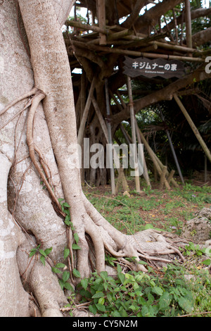The Kijimuna are traditional Okinawan wood spirits. Here at Ryukyu Mura ...