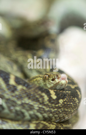 The Habu is Japan's only poisonous snake and is only found on the ...