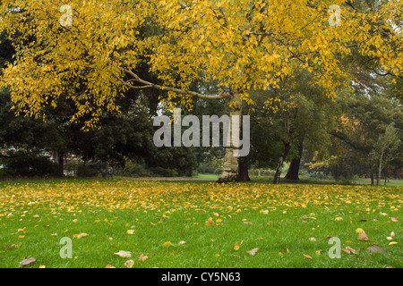 Autumn in Springfield Park London UK Stock Photo - Alamy