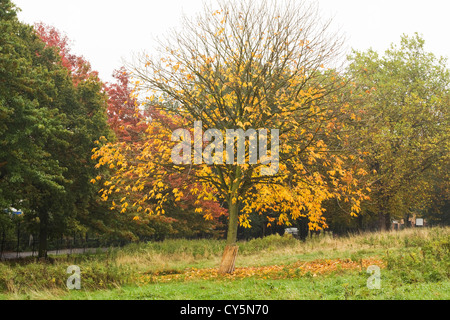 Autumn in Springfield Park London UK Stock Photo - Alamy