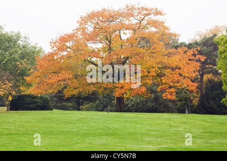 Autumn in Springfield Park London UK Stock Photo - Alamy