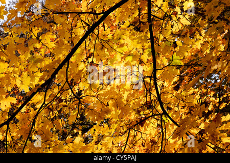 bright colors of foliage on maple tree in warm autumn day Stock Photo ...