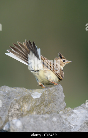 European Skylark, (Alauda arvensis), perched on fence post, summertime ...